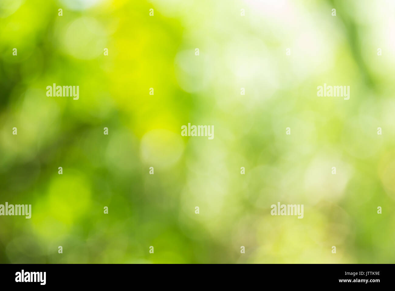 Abstract bokeh and blurred green nature background model is used to ...