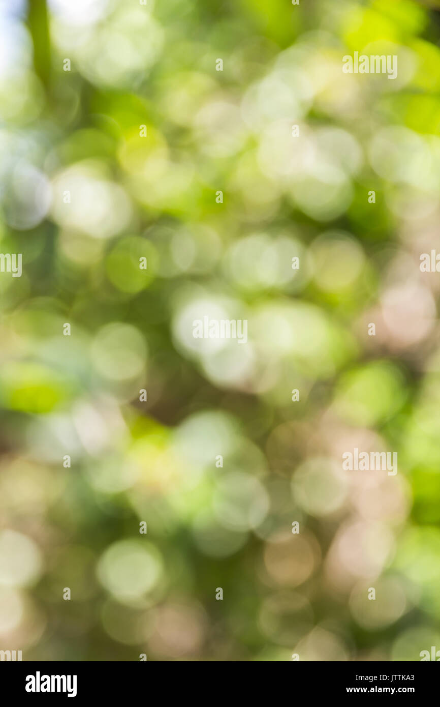 Abstract bokeh and blurred green nature background model is used to ...