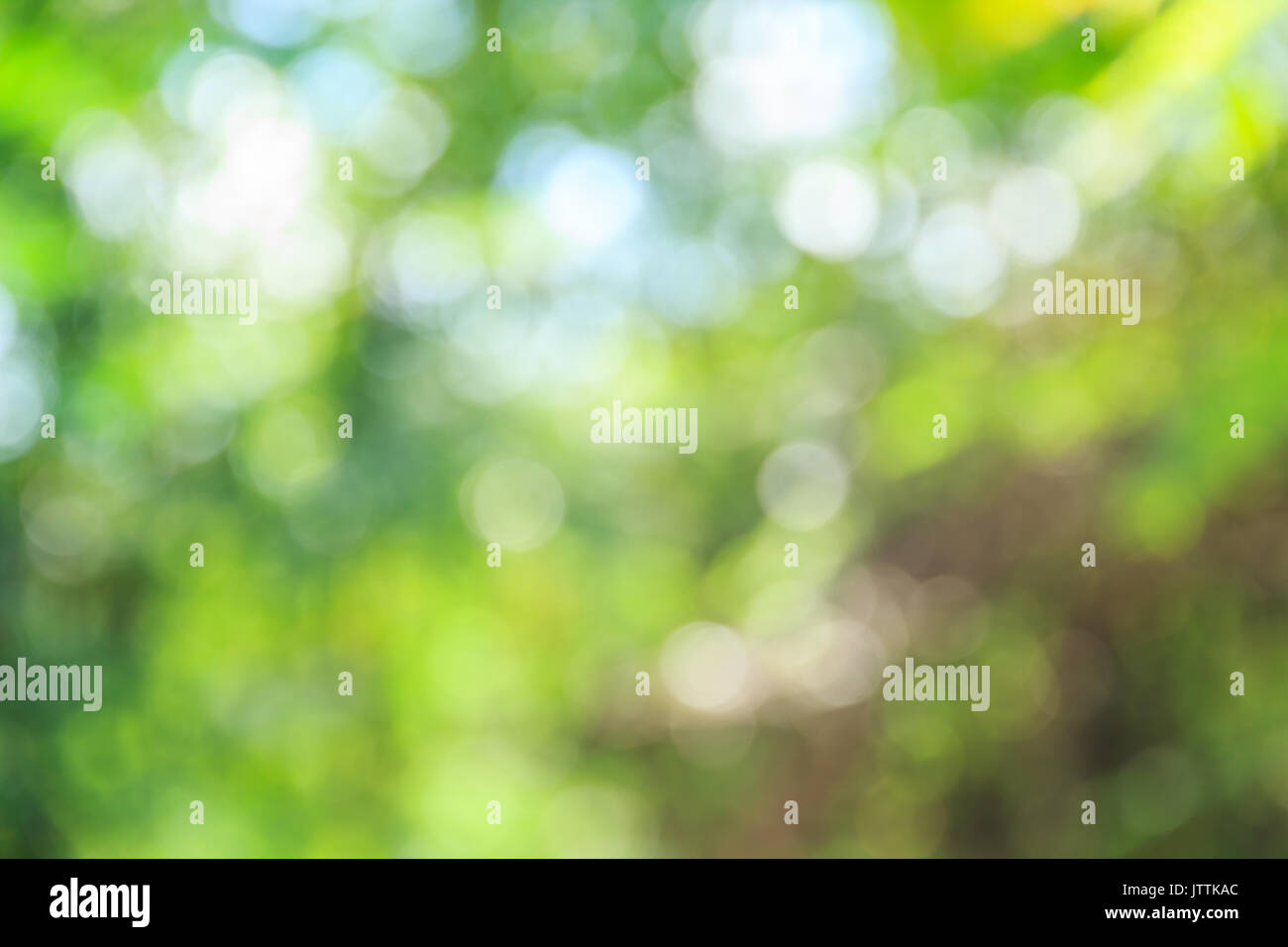 Abstract bokeh and blurred green nature background model is used to ...