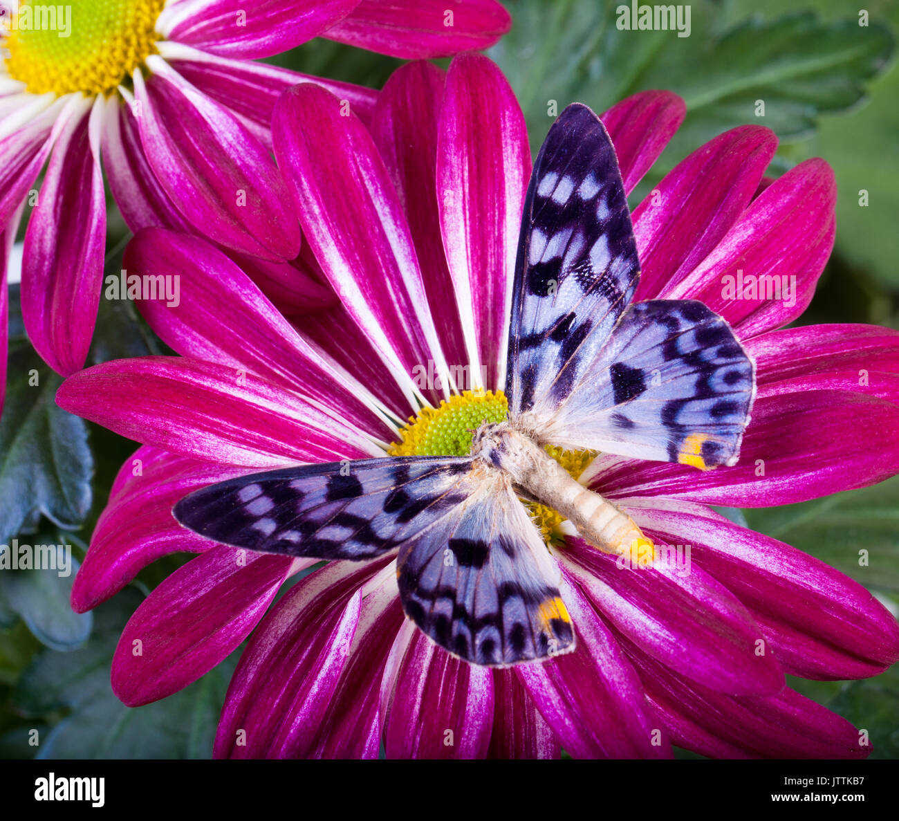 Dysphania transducta hi-res stock photography and images - Alamy