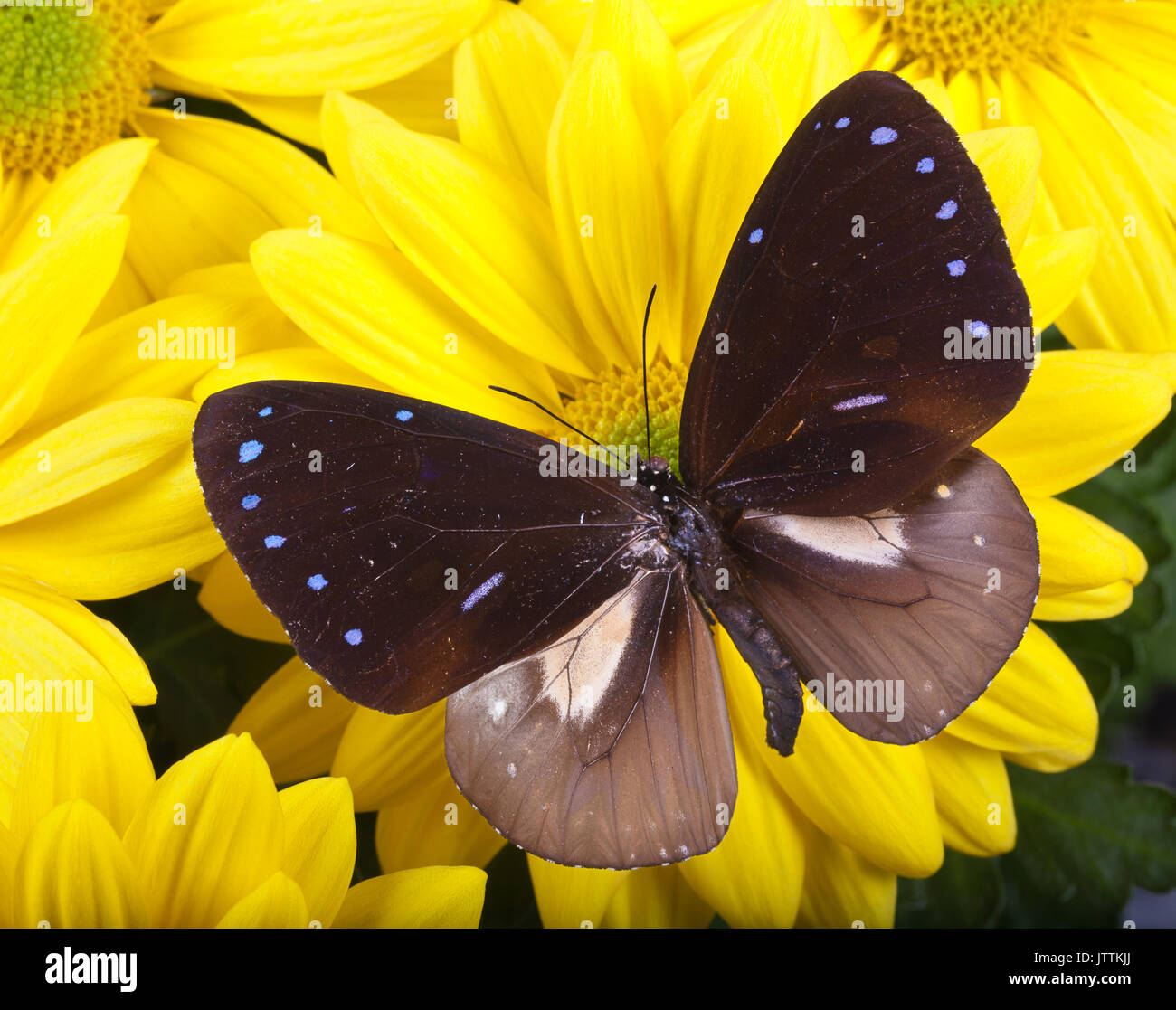 Common Crow Butterfly on Yellow Chrysanthemum Stock Photo - Alamy