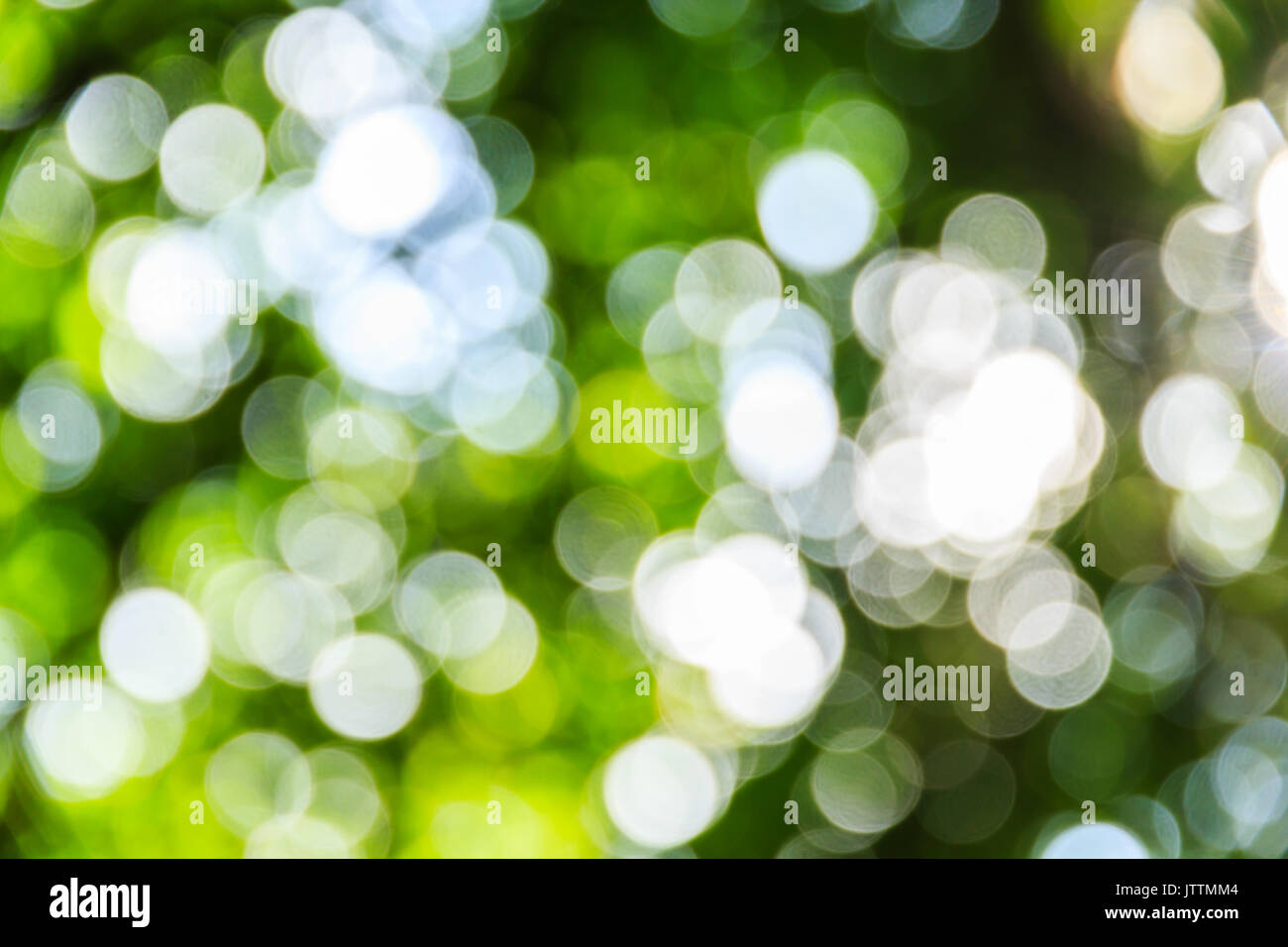 Abstract bokeh and blurred green nature background model is used to ...