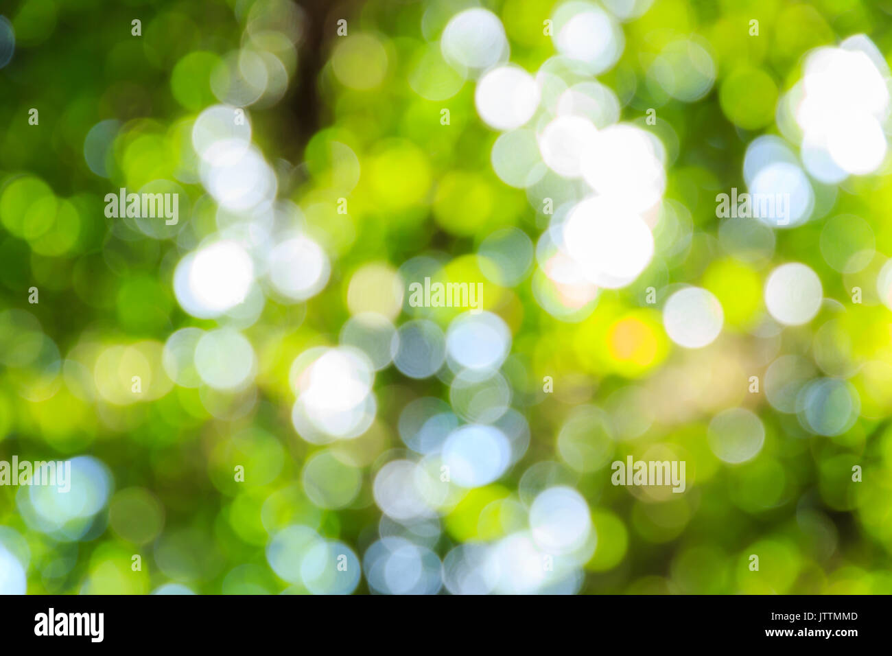 Abstract bokeh and blurred green nature background model is used to ...
