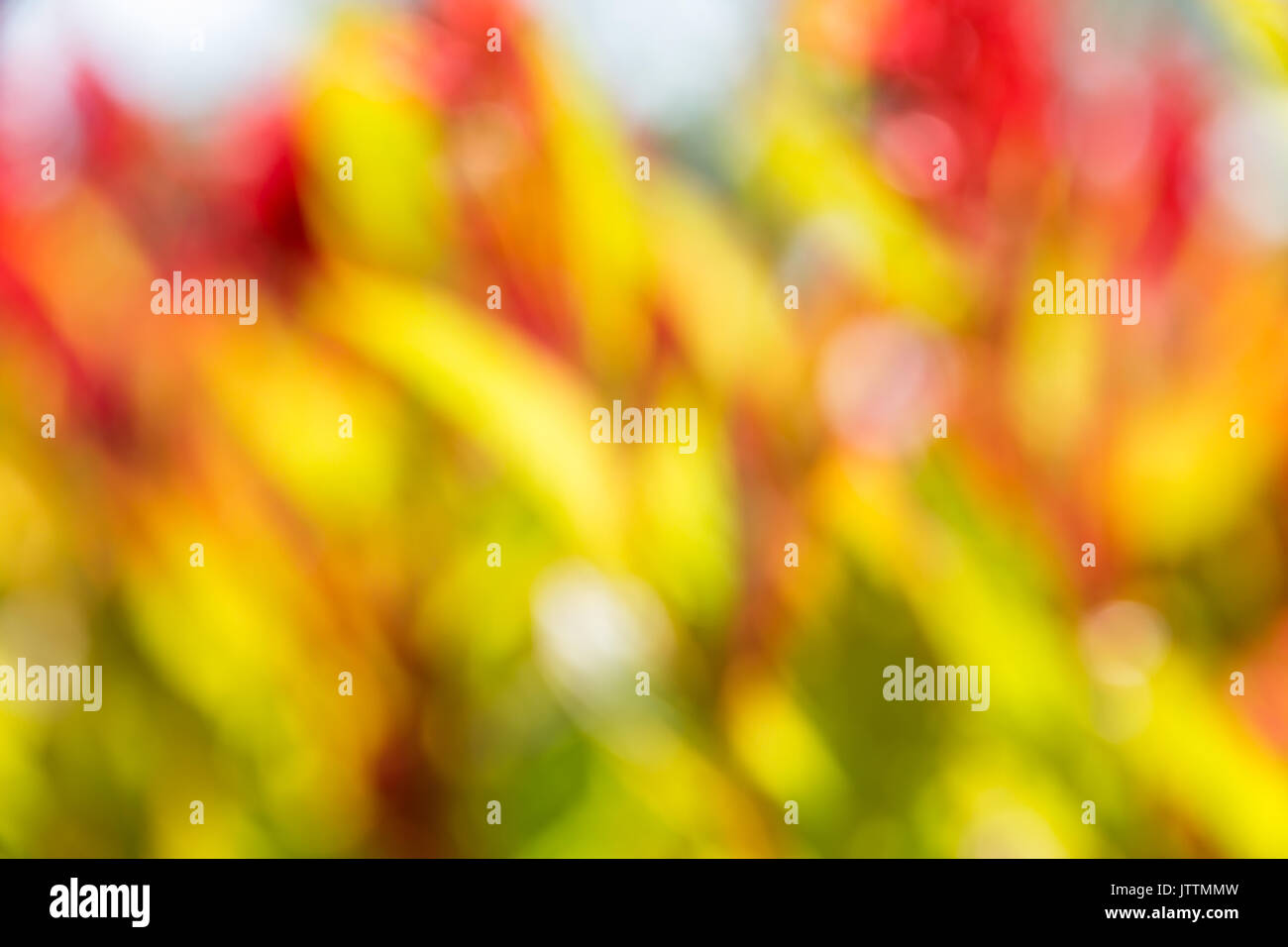 Abstract bokeh and blurred colorful nature background model is used to ...