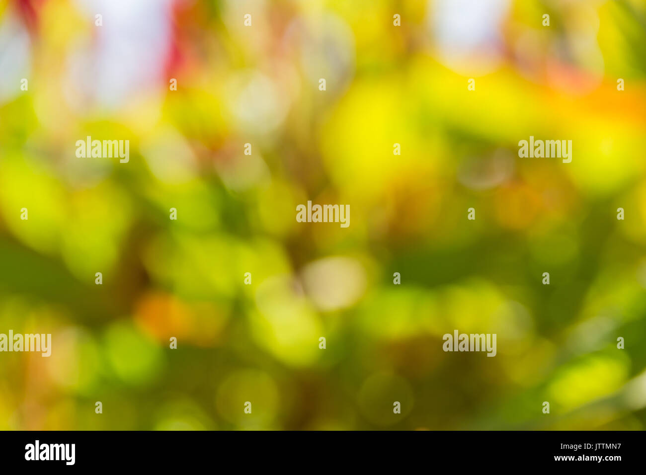 Abstract bokeh and blurred colorful nature background model is used to ...