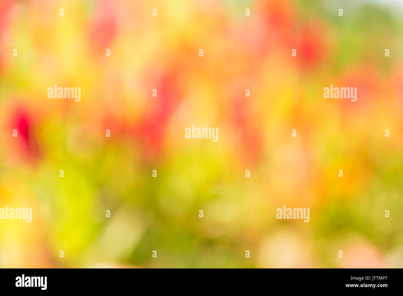 Abstract bokeh and blurred colorful nature background model is used to ...