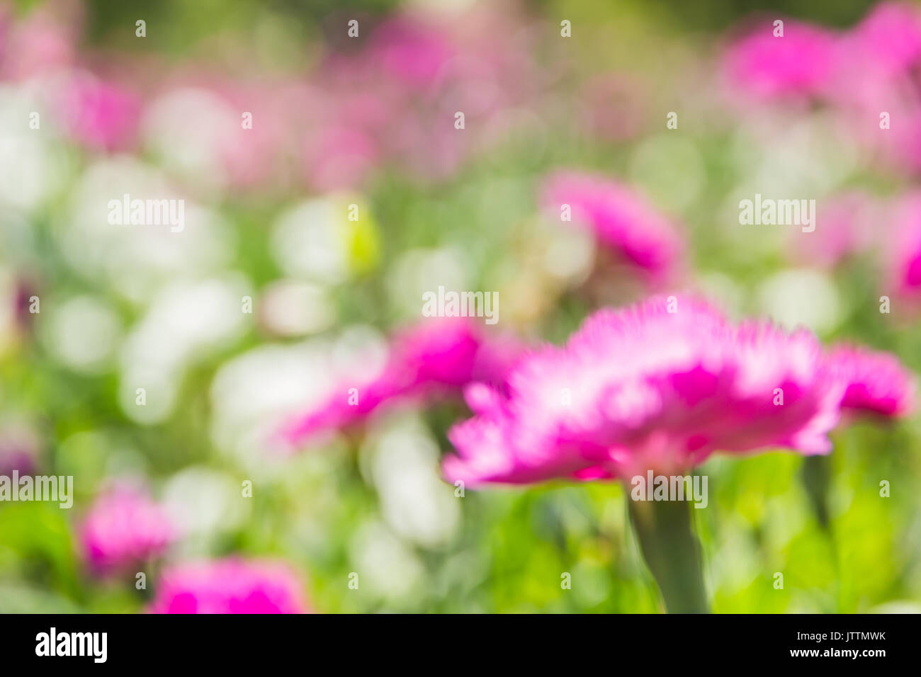Abstract bokeh and blurred colorful nature background model is used to ...