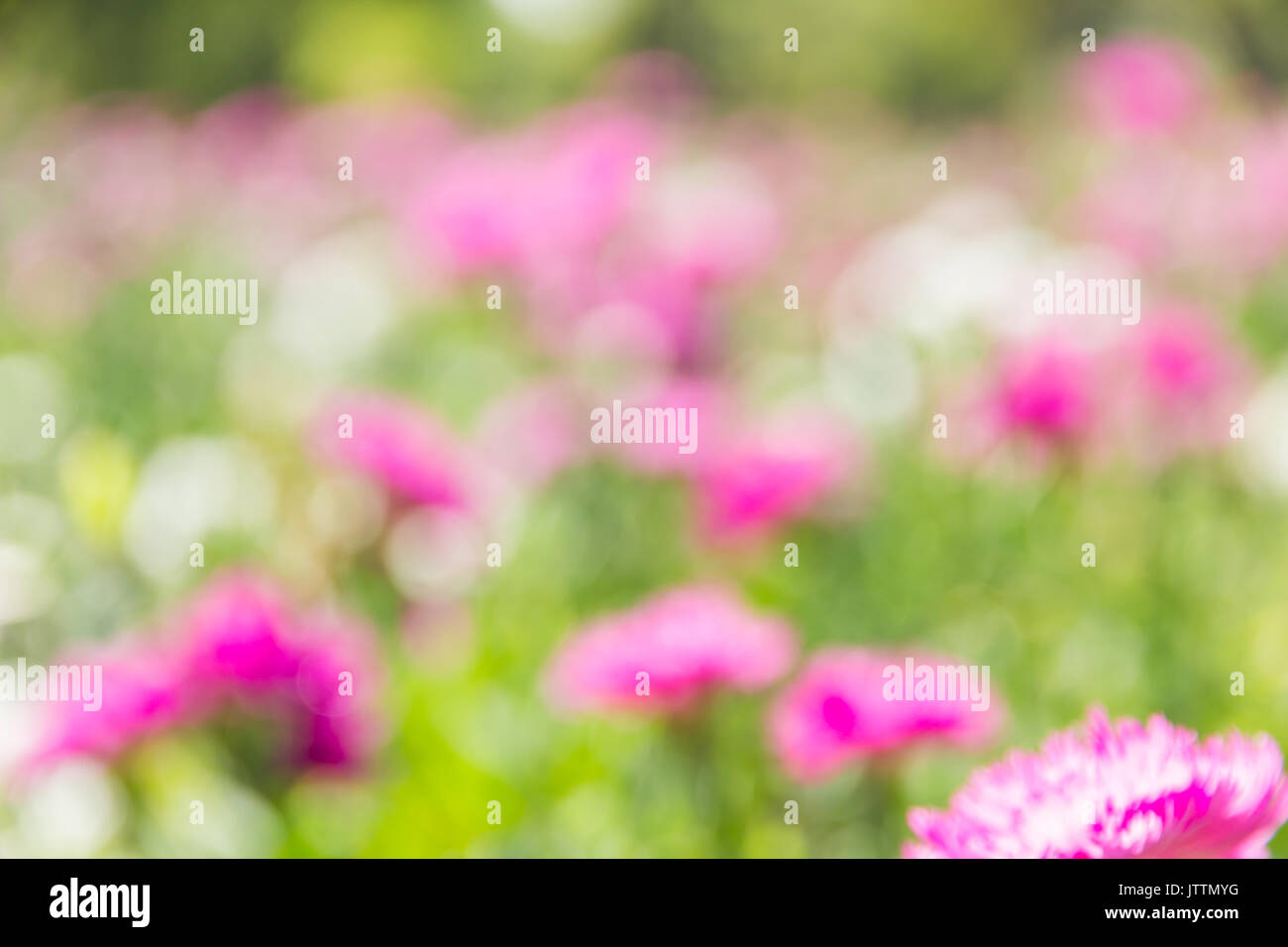 Abstract bokeh and blurred colorful nature background model is used to ...