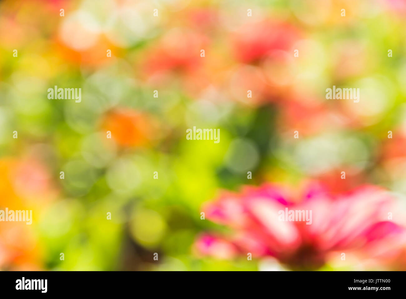 Abstract bokeh and blurred colorful nature background model is used to ...