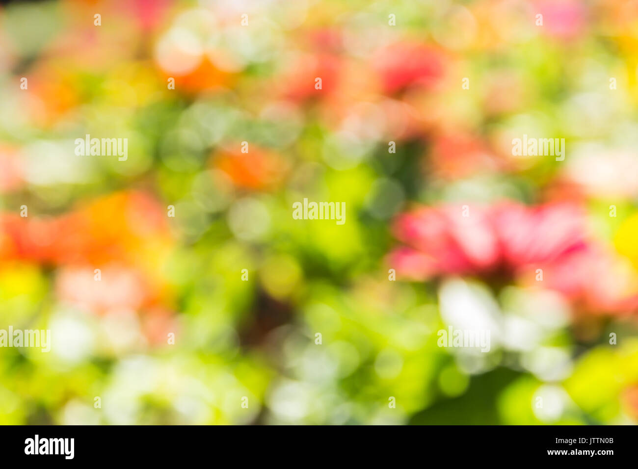 Abstract bokeh and blurred colorful nature background model is used to ...