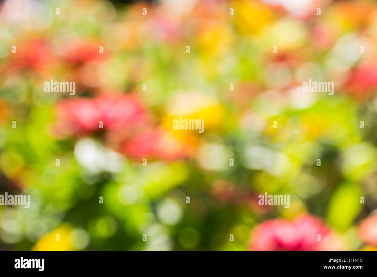 Abstract bokeh and blurred colorful nature background model is used to ...