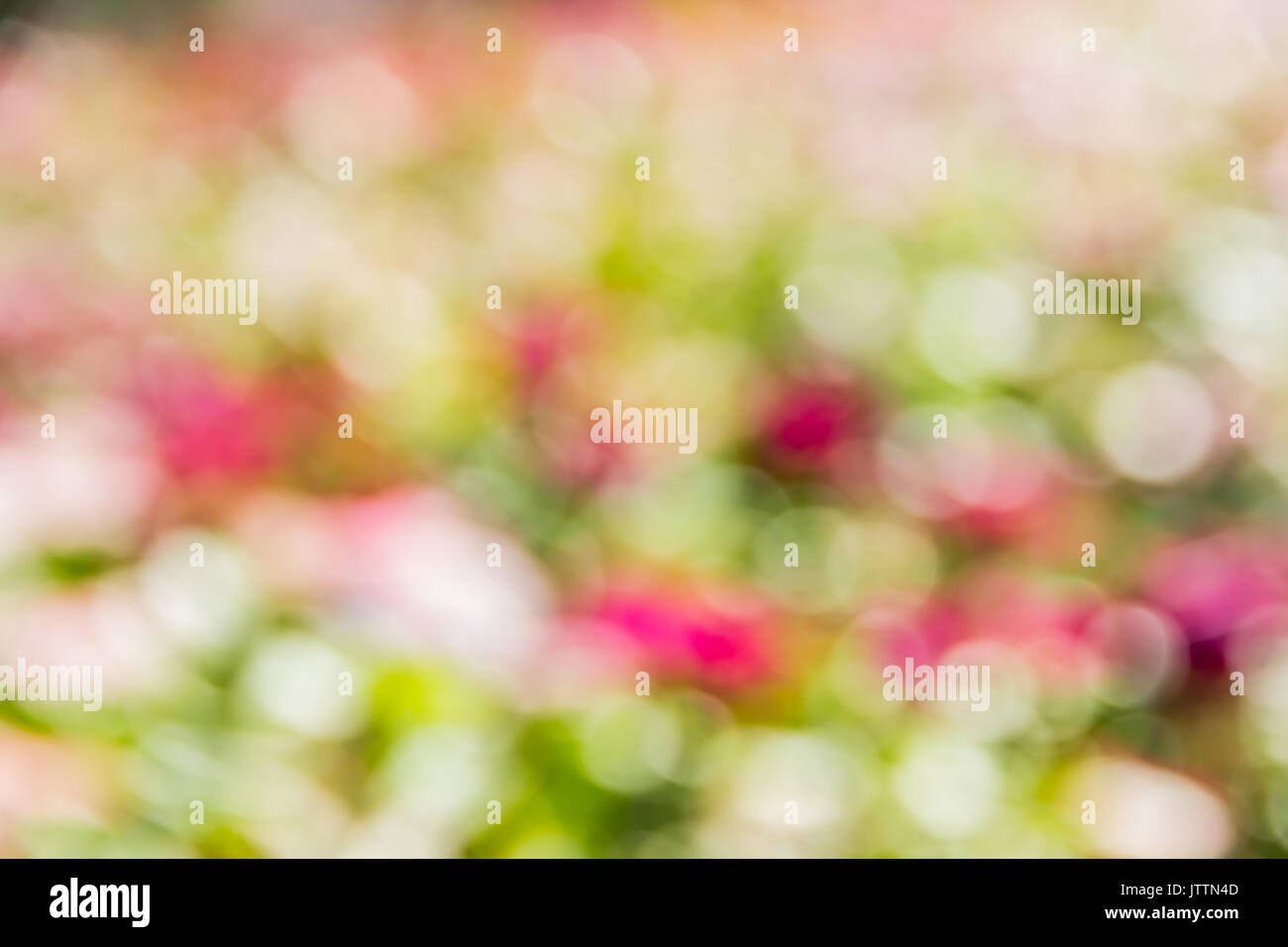 Abstract bokeh and blurred colorful nature background model is used to ...