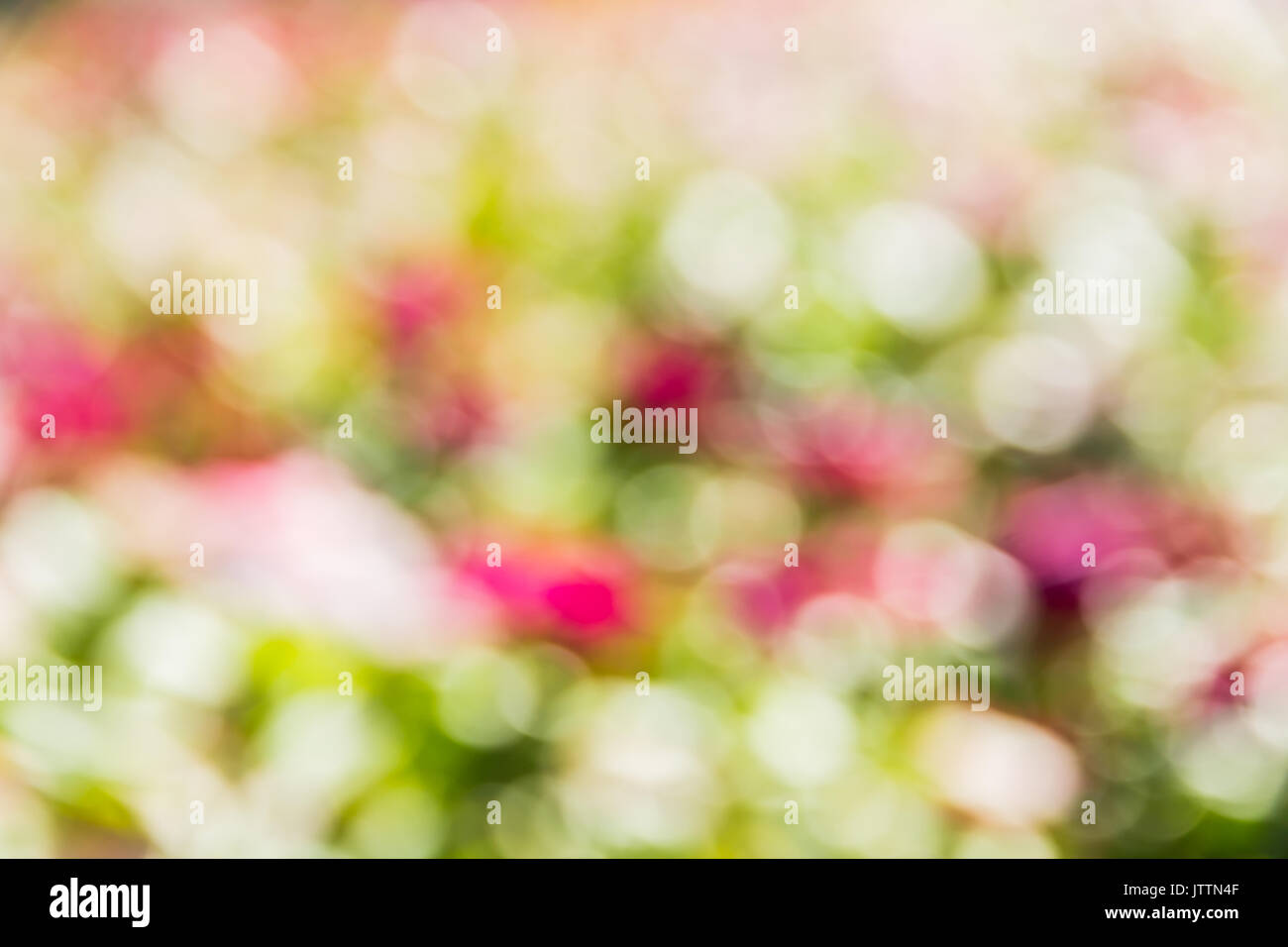 Abstract bokeh and blurred colorful nature background model is used to ...