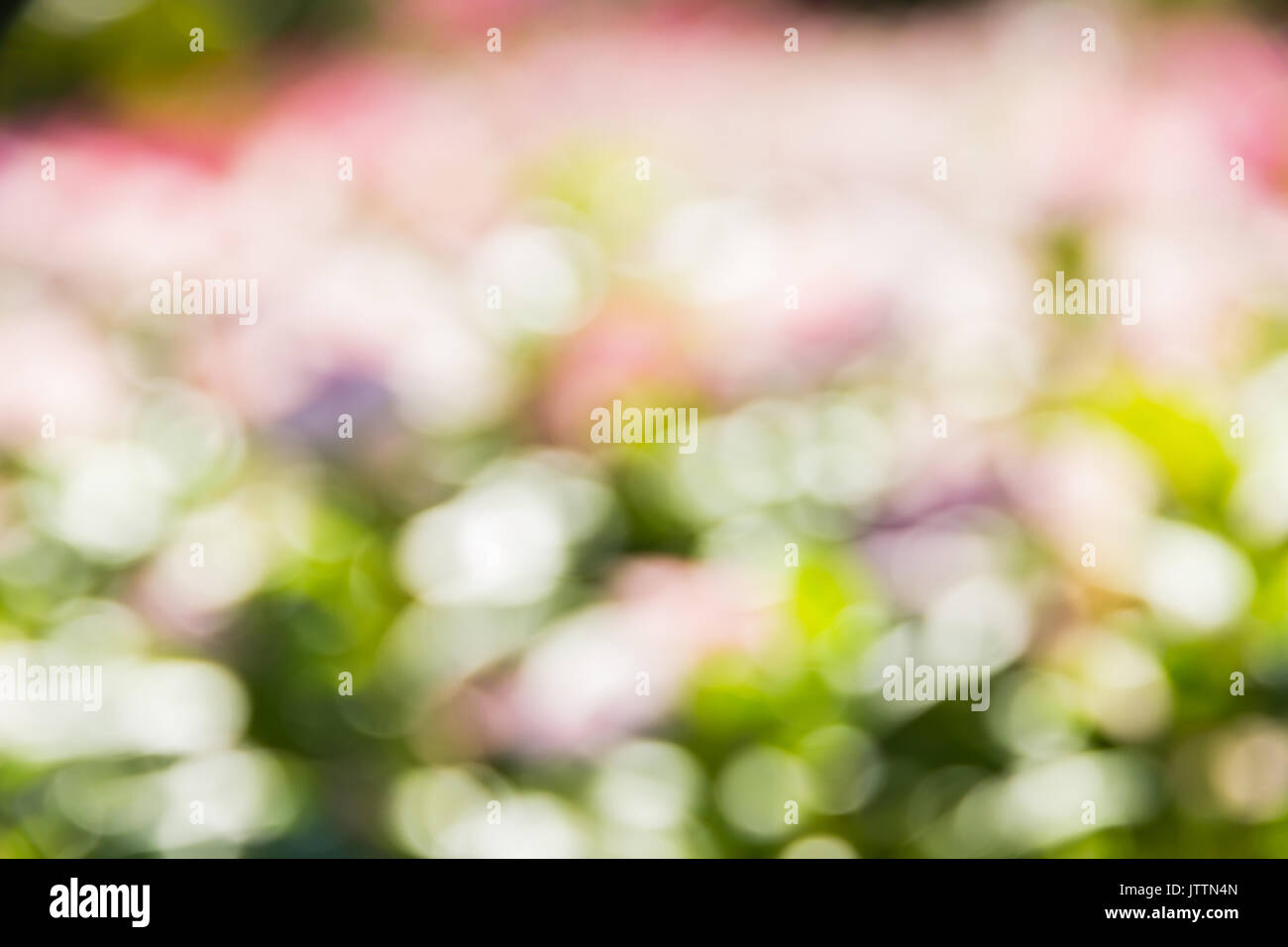 Abstract bokeh and blurred colorful nature background model is used to ...
