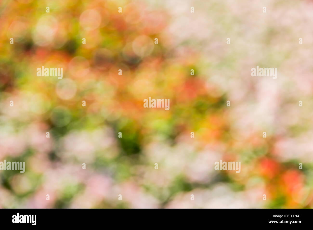 Abstract bokeh and blurred colorful nature background model is used to ...