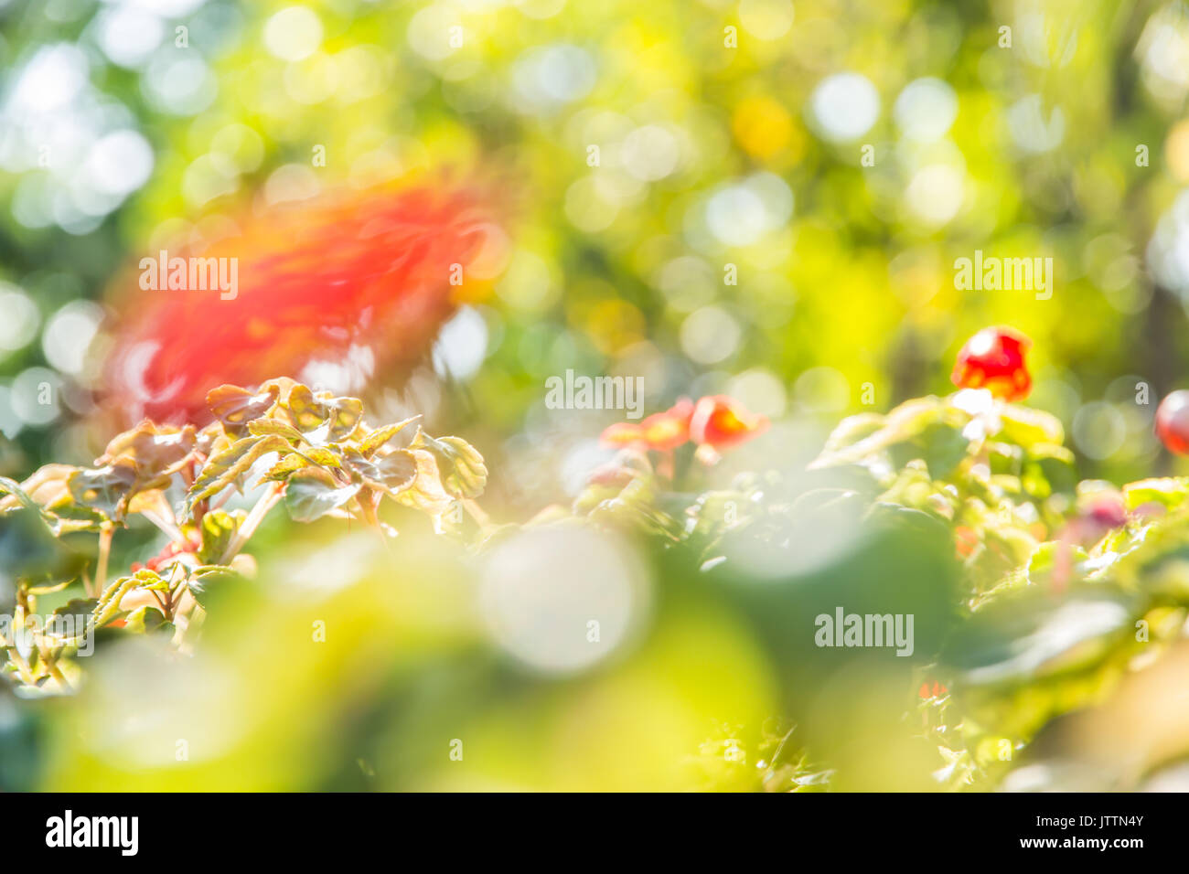 Abstract bokeh and blurred colorful nature background model is used to ...