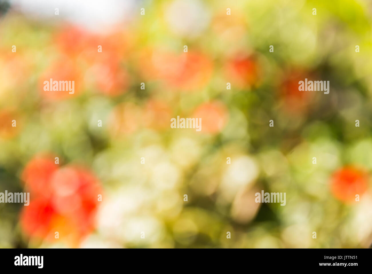 Abstract bokeh and blurred colorful nature background model is used to ...