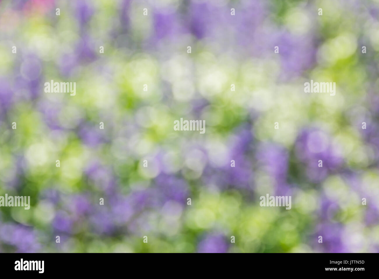 Abstract bokeh and blurred colorful nature background model is used to ...