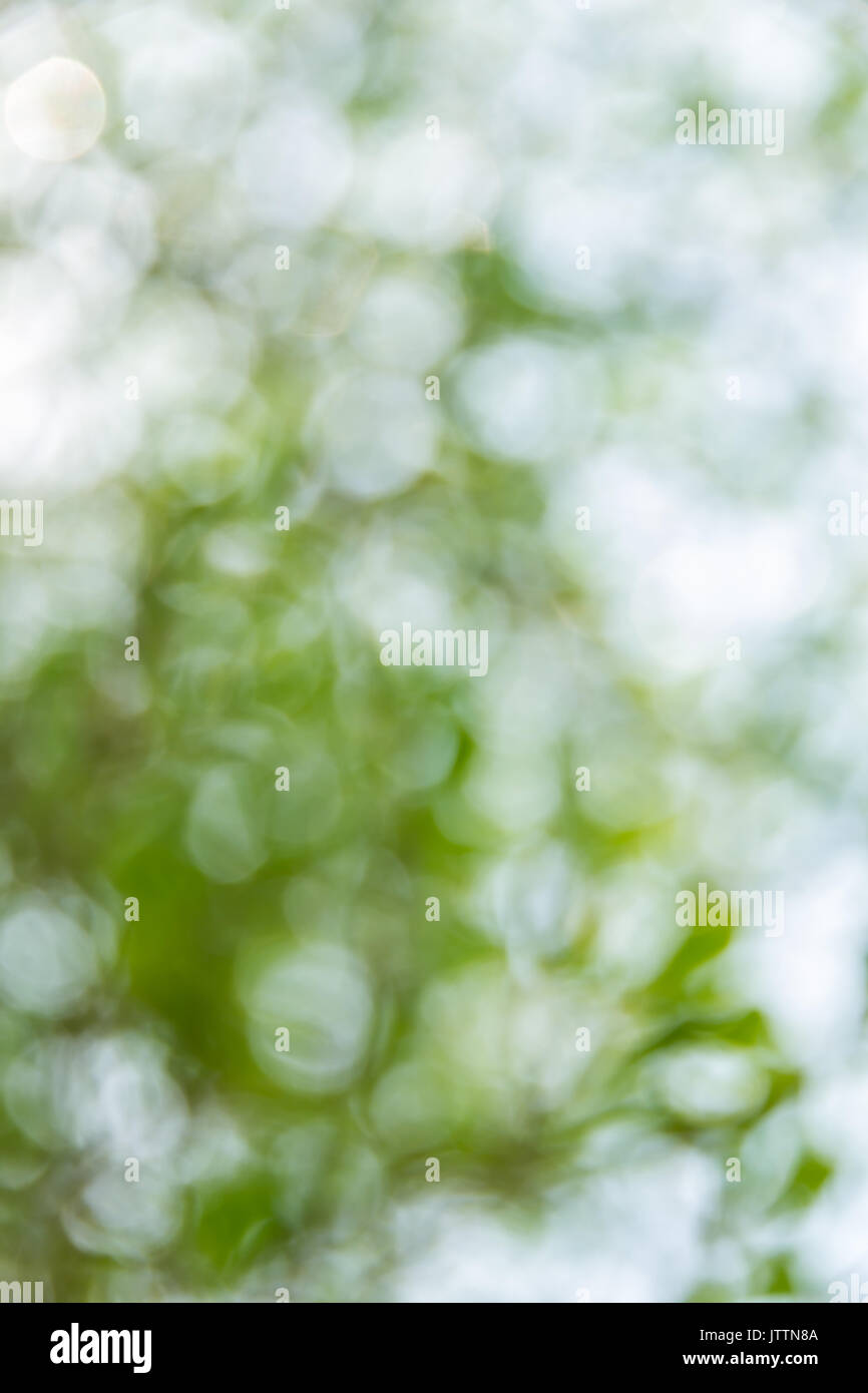 Abstract bokeh and blurred green nature background model is used to ...