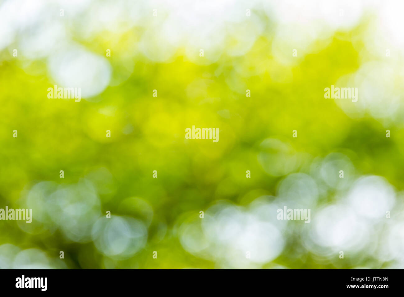 Abstract bokeh and blurred green nature background model is used to ...