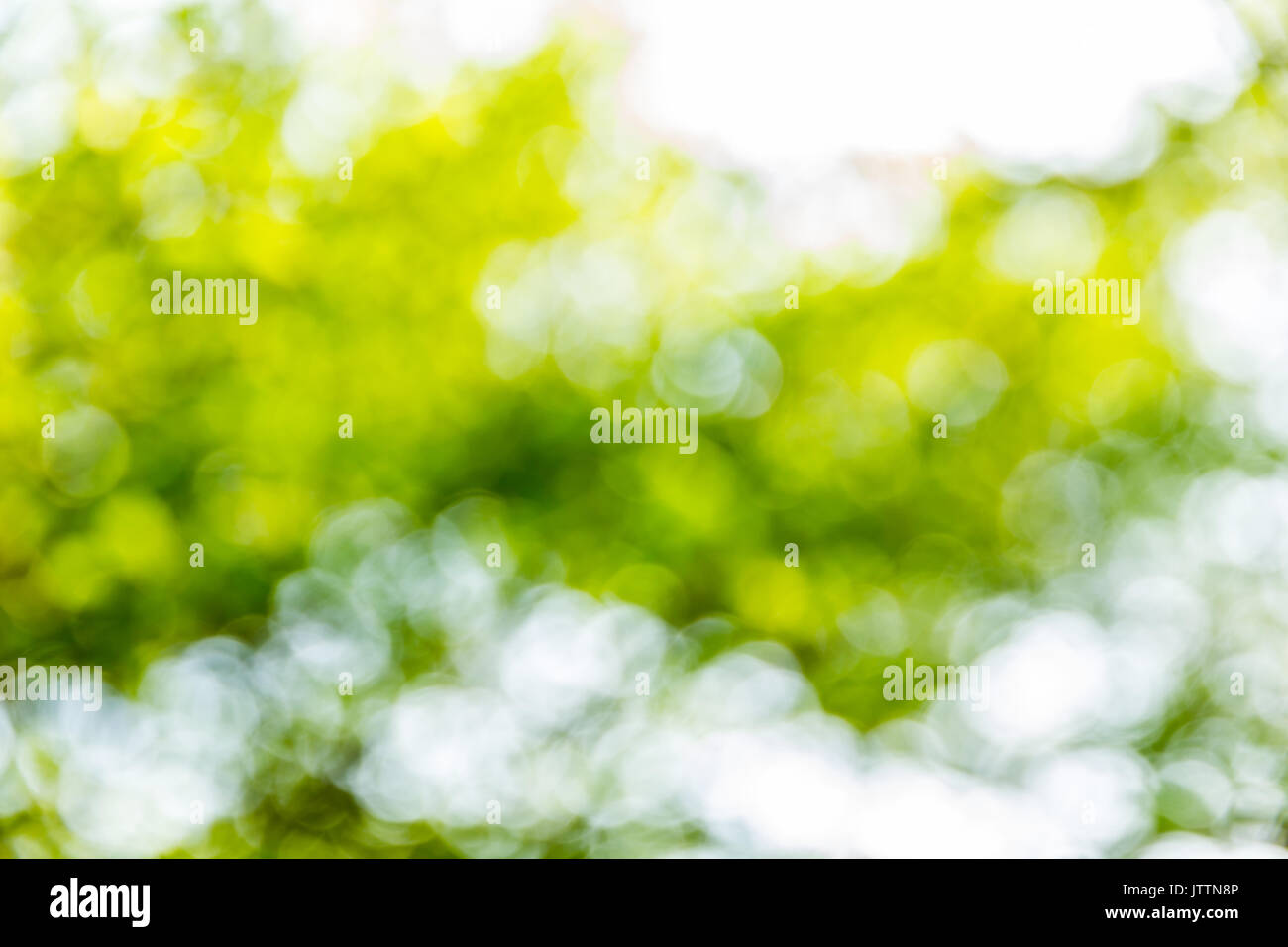Abstract bokeh and blurred green nature background model is used to ...