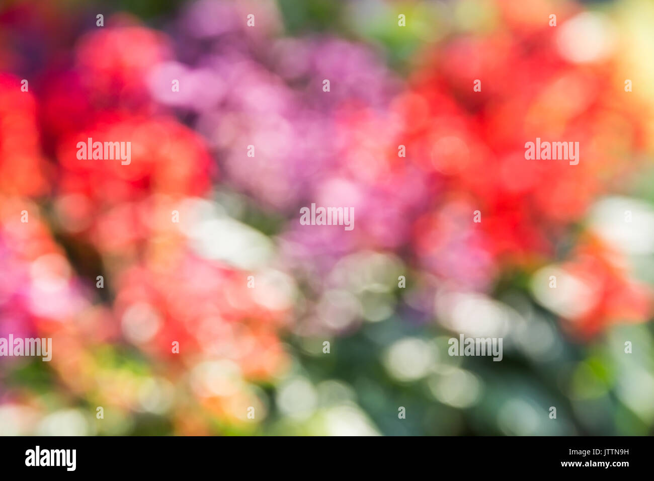 Abstract bokeh and blurred colorful nature background model is used to ...