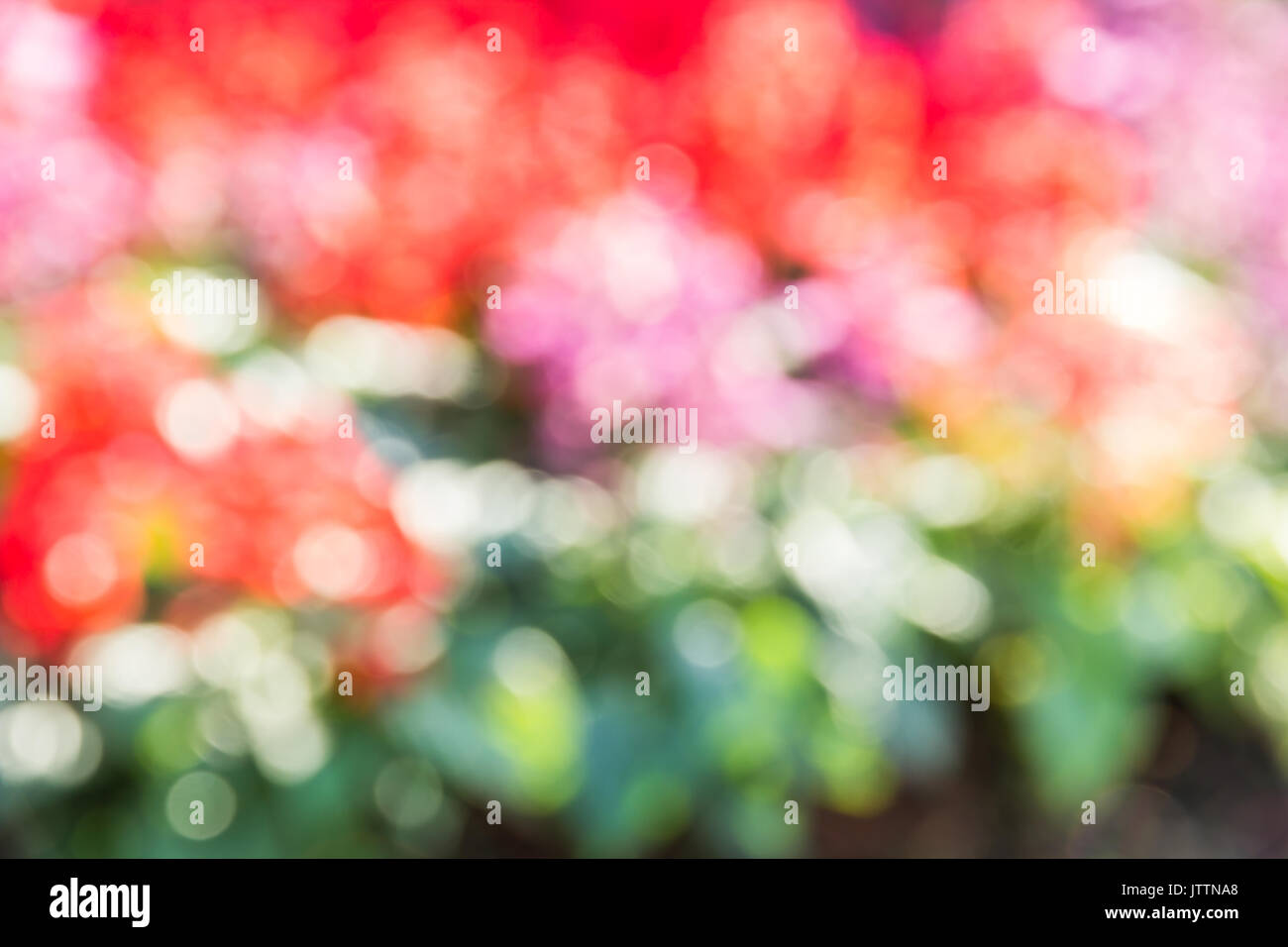 Abstract bokeh and blurred colorful nature background model is used to ...