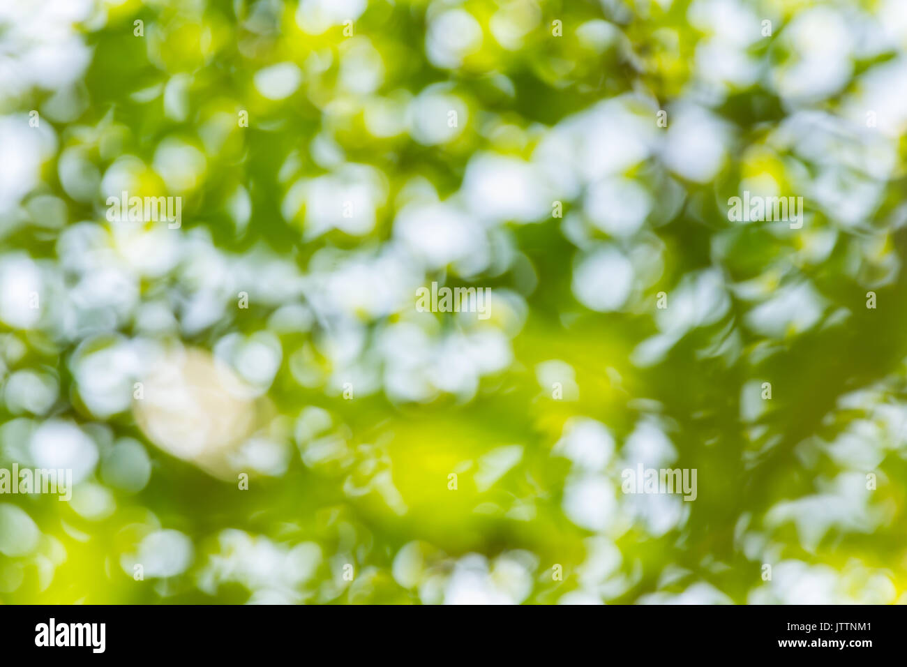 Abstract bokeh and blurred green nature background model is used to ...