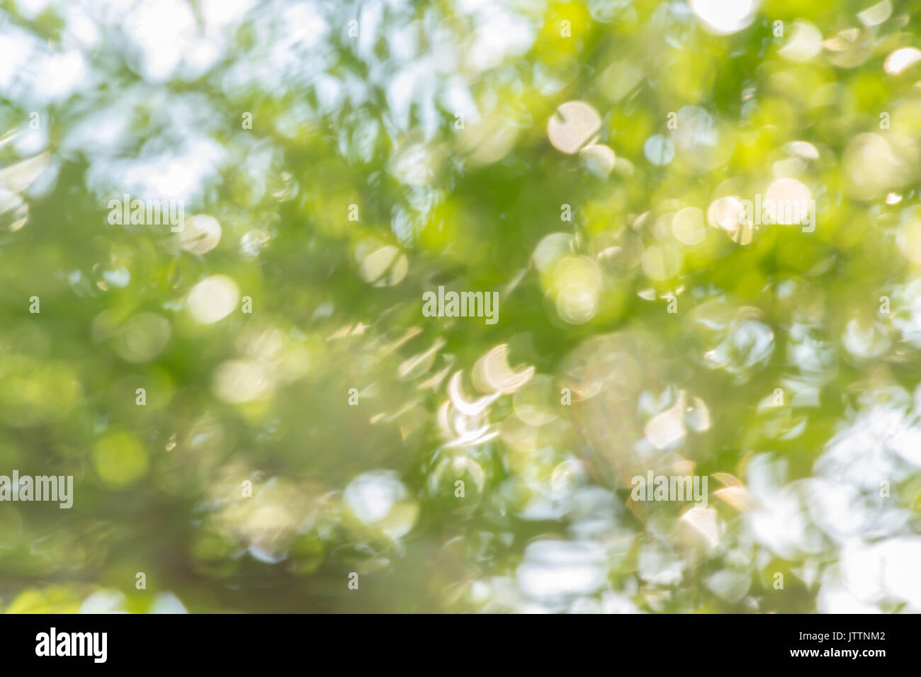 Abstract bokeh and blurred green nature background model is used to ...