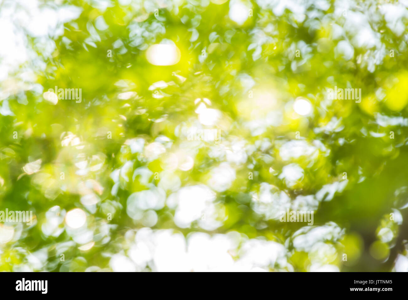 Abstract bokeh and blurred green nature background model is used to ...