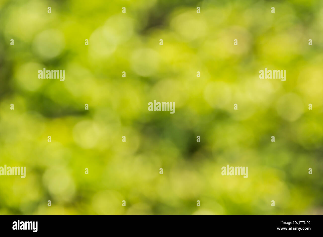 Abstract bokeh and blurred green nature background model is used to ...