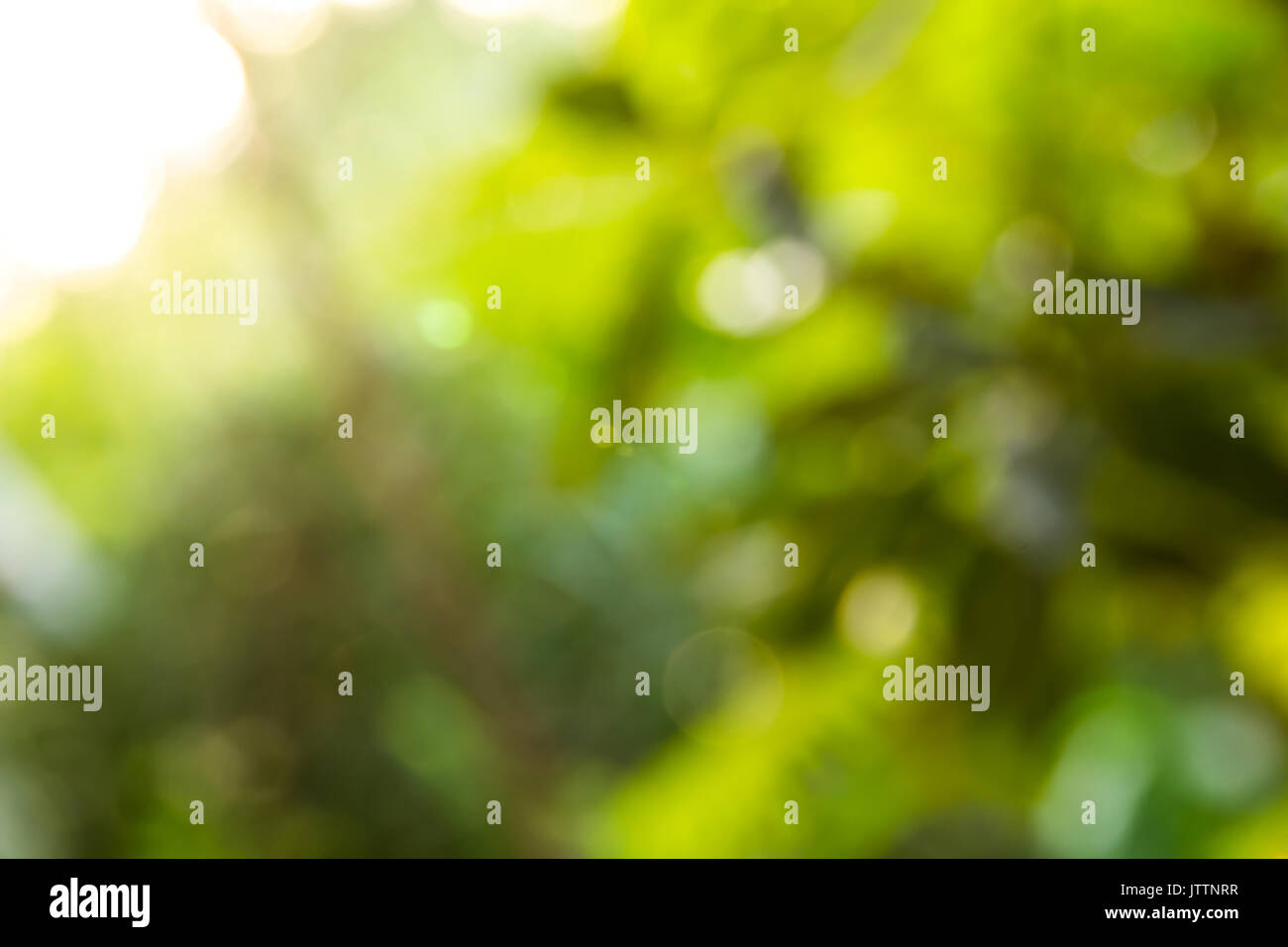 Abstract bokeh and blurred green nature background model is used to ...