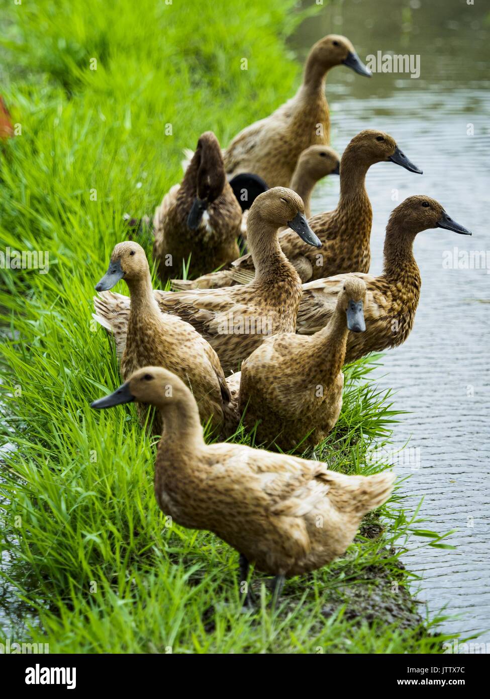 Ubud, Bali, Indonesia. 10th Aug, 2017. Ducks in a rice field about 1.5 ...