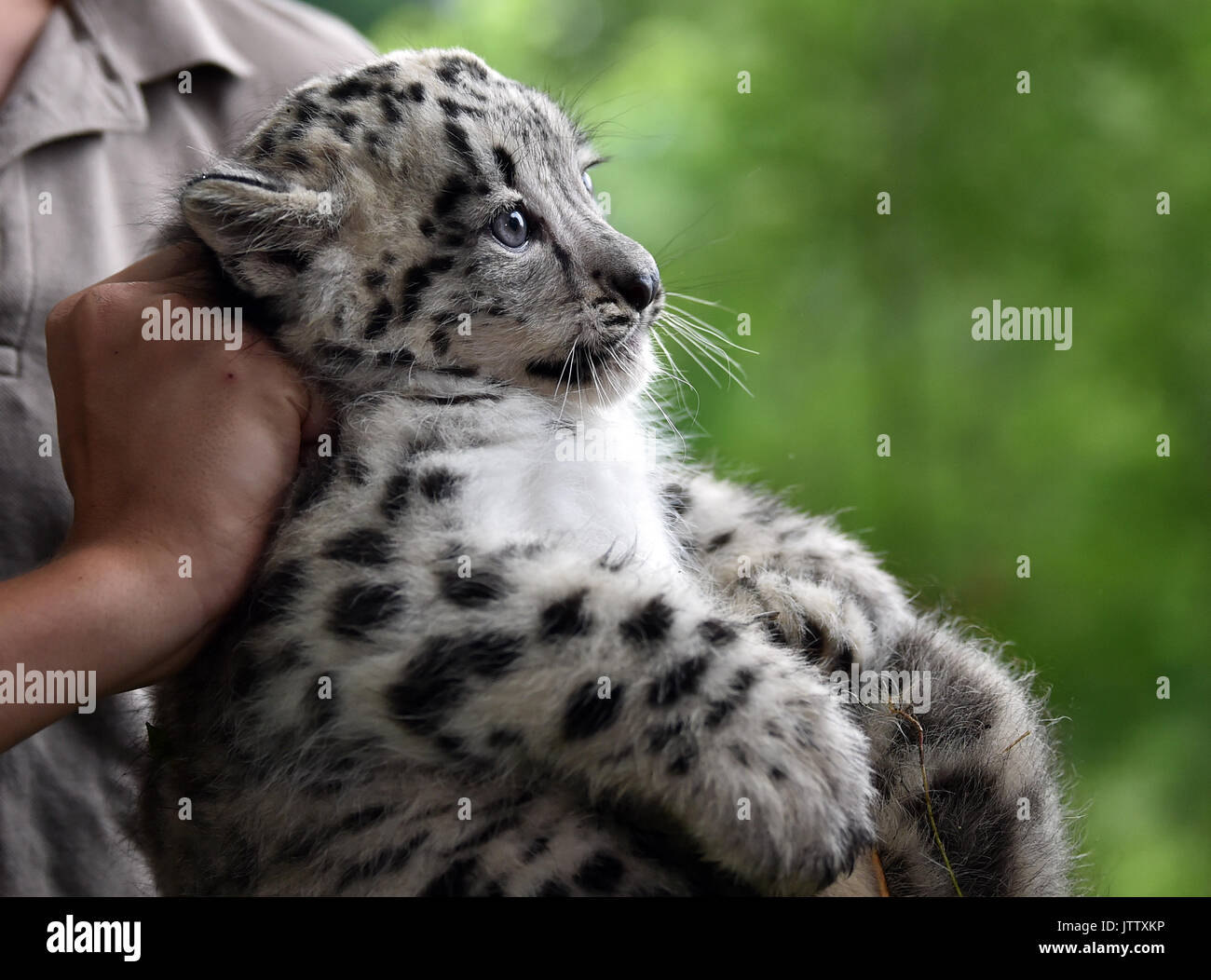 Berlin, Germany. 10th Aug, 2017. A caretaker holds still a snow leopard ...