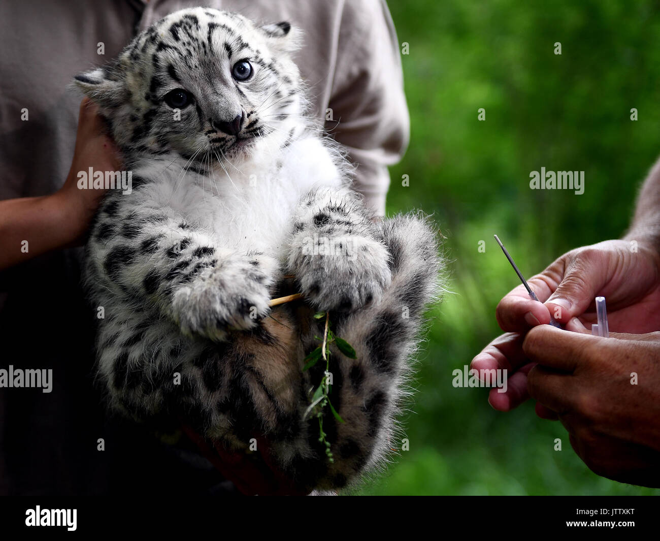 Berlin, Germany. 10th Aug, 2017. A snow leopard offspring receives its ...