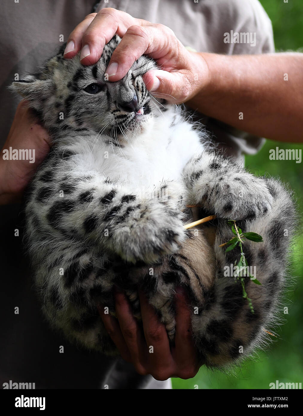 Berlin, Germany. 10th Aug, 2017. A veterinary checks the teeth of a ...