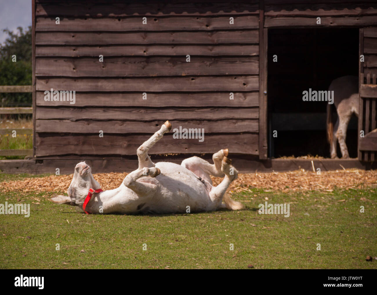 Donkey rolling hi-res stock photography and images - Alamy