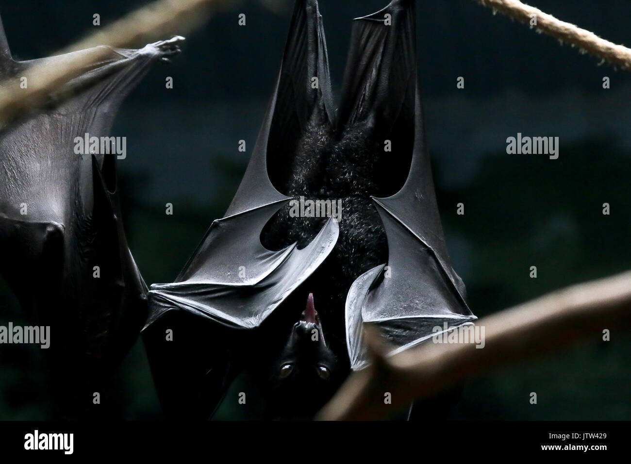 Sao Paulo, Brazil. 10th Aug, 2017. Mermaids interacting with the public ...