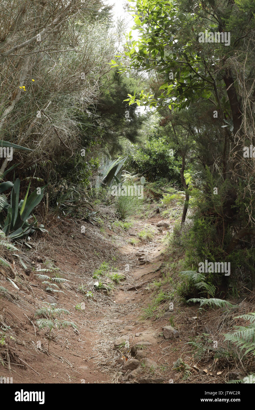 The Path of the Senses in the Anaga rural park in Tenerife island in ...