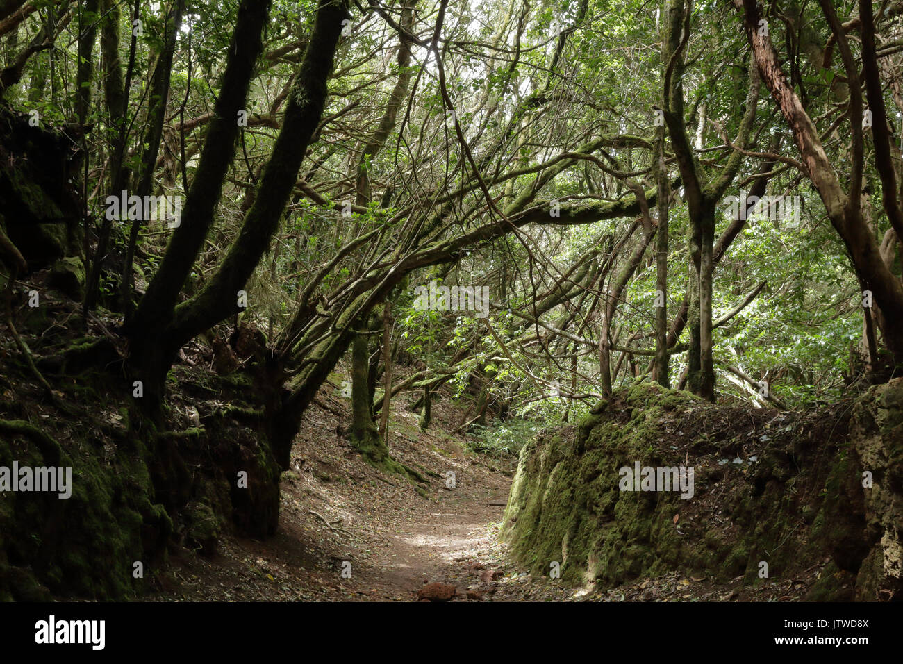 The Path of the Senses in the Anaga rural park in Tenerife island in ...