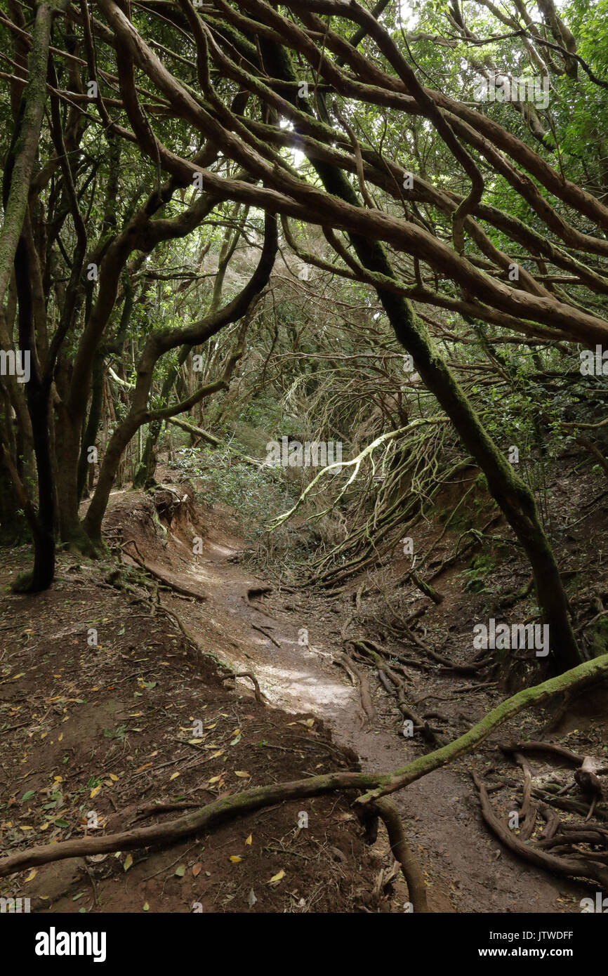 The Path of the Senses in the Anaga rural park in Tenerife island in ...