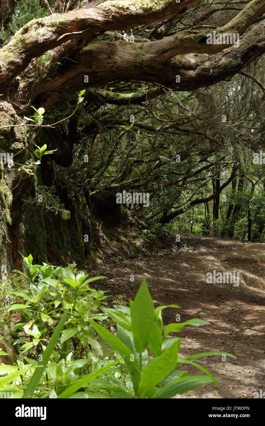 A path in the Anaga rural park in Tenerife island in the Canaries Stock ...