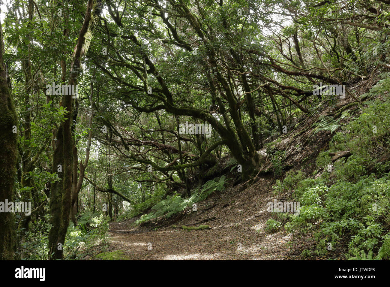 A path in the Anaga rural park in Tenerife island in the Canaries Stock ...