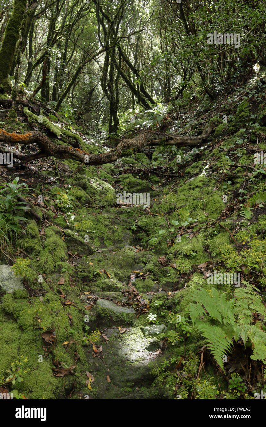 A path in the Anaga rural park in Tenerife island in the Canaries Stock ...