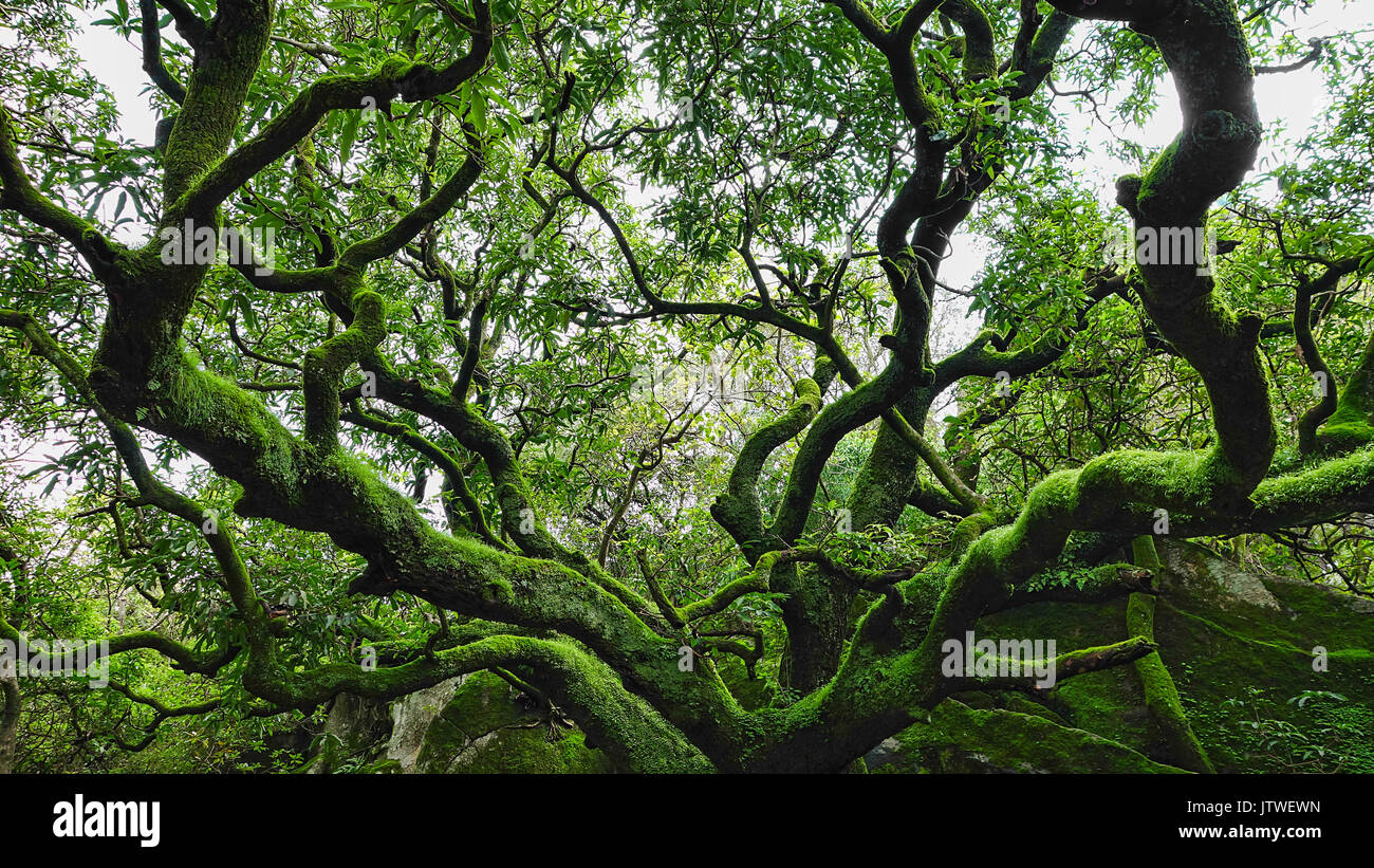 Mt abu monsoon hi-res stock photography and images - Alamy