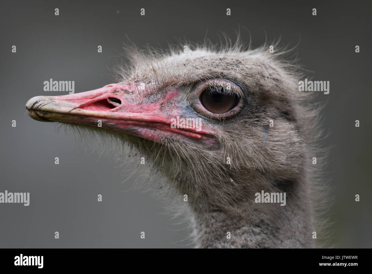 ostrich (Struthio camelus) bird head and neck side portrait close up ...