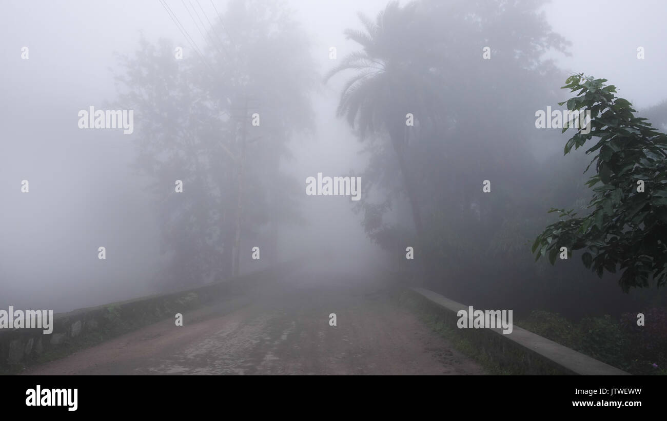 A road in the fog - mist - clouds with trees in background during ...