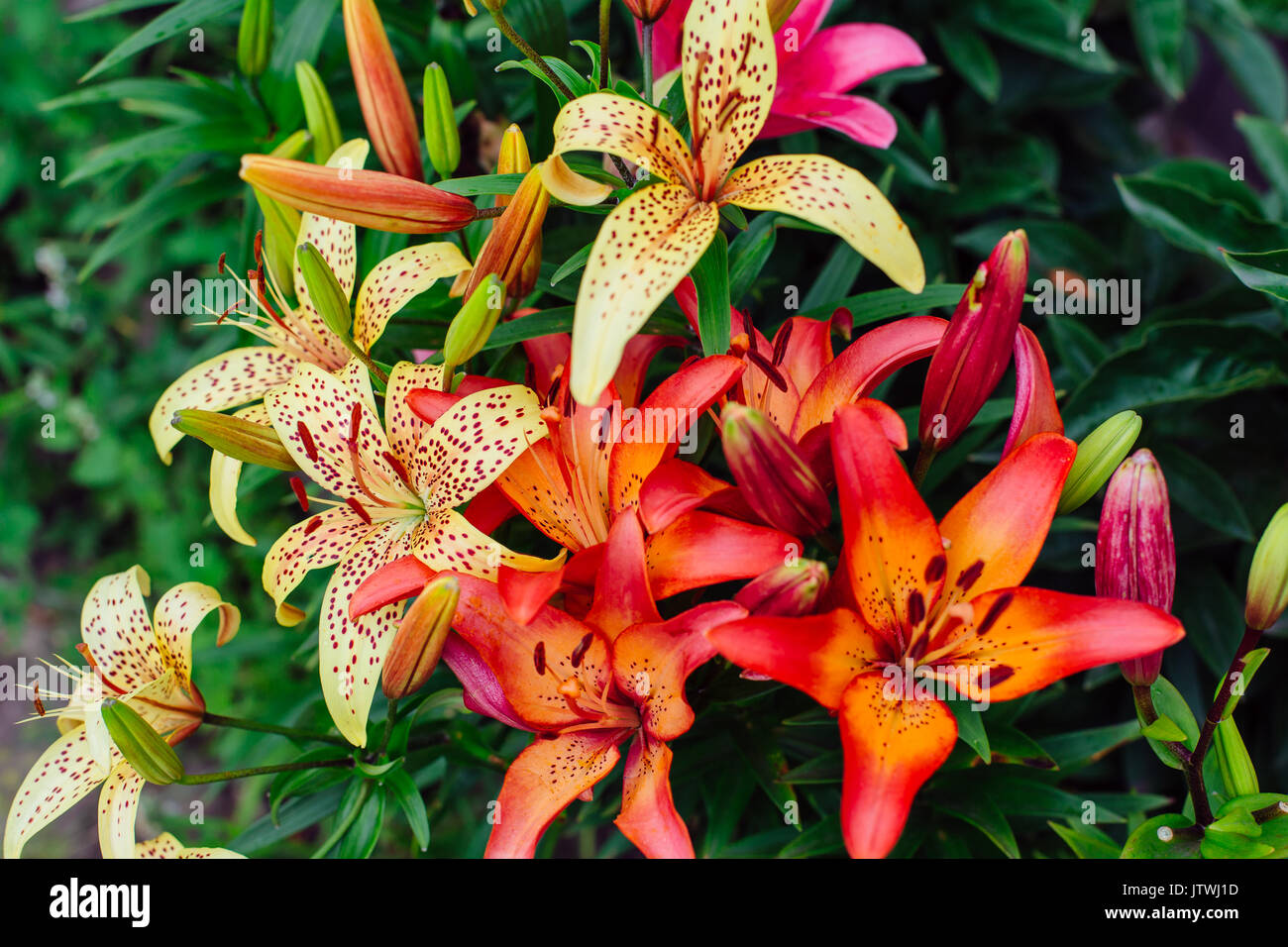 Llies in the garden Stock Photo - Alamy