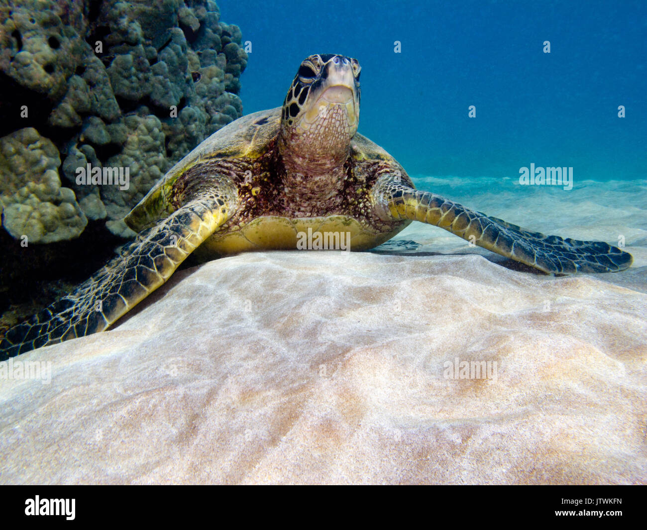 Female green sea turtle hi-res stock photography and images - Alamy