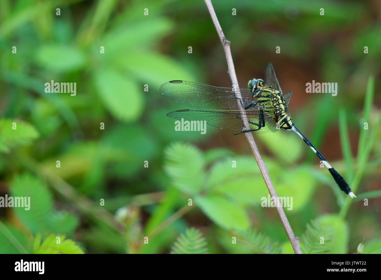 Anisoptera hi-res stock photography and images - Alamy